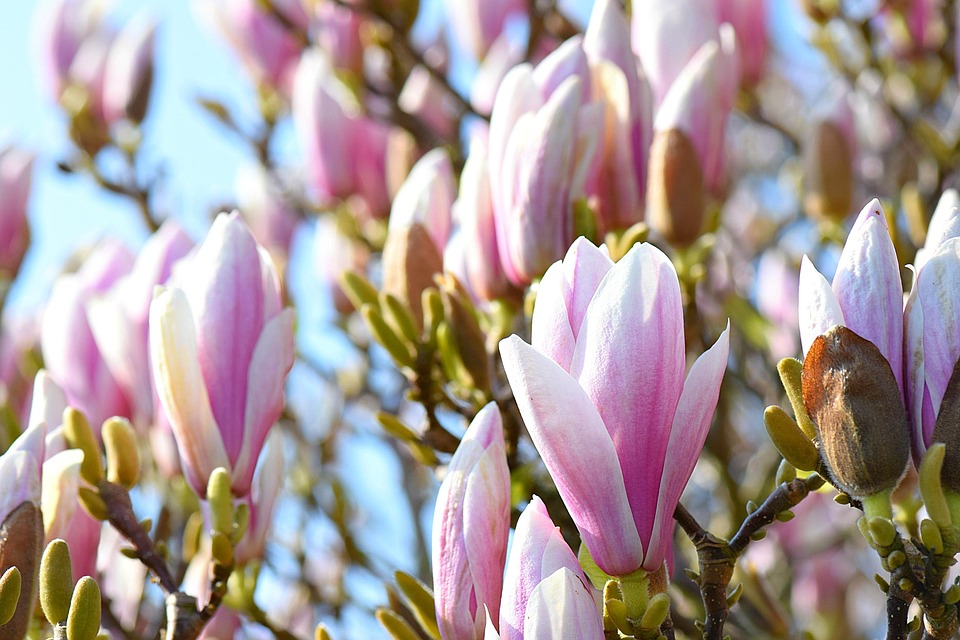 Magnolia Tree Spring - Free photo on Pixabay