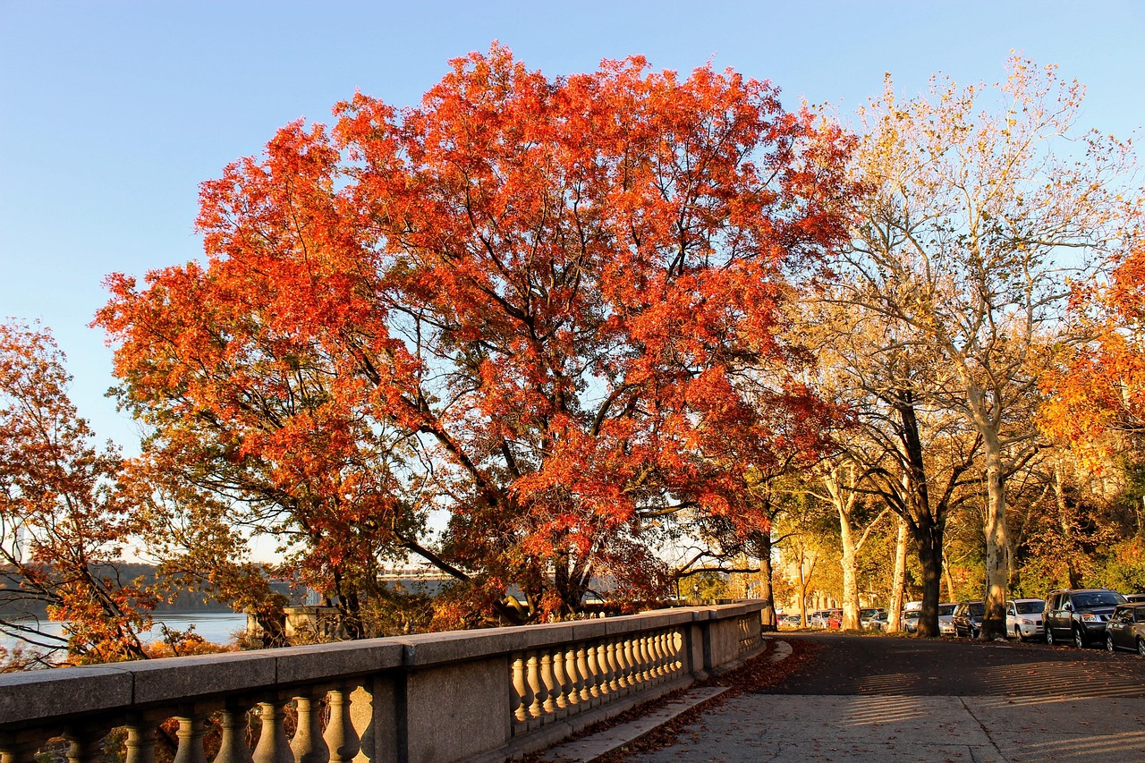 Fall Foliage Hamilton Heights - Free photo on Pixabay