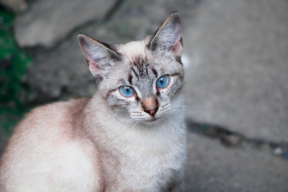 Cat Bello Blue - Free photo on Pixabay - Pixabay