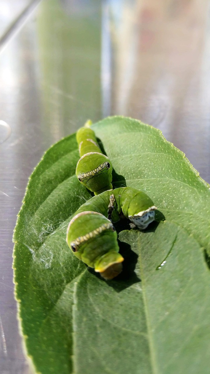Las Orugas De La Mariposa Oruga - Foto gratis en Pixabay