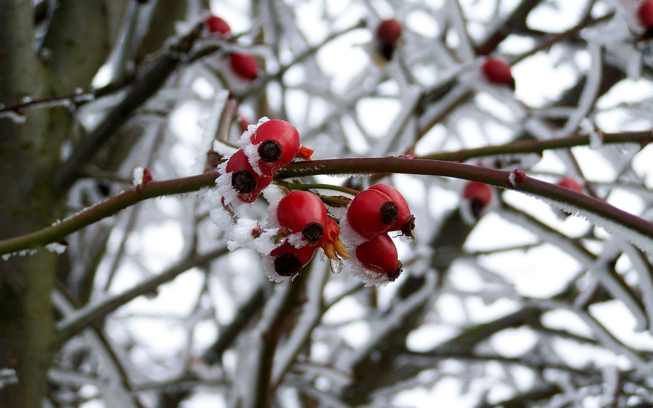 Deres Givre Hiver - Photo gratuite sur Pixabay - Pixabay
