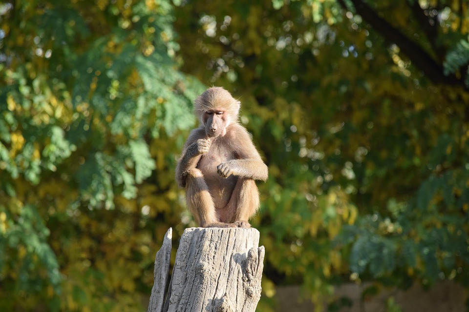 Macaco Sentado Zoo Animal - Foto gratuita no Pixabay - Pixabay