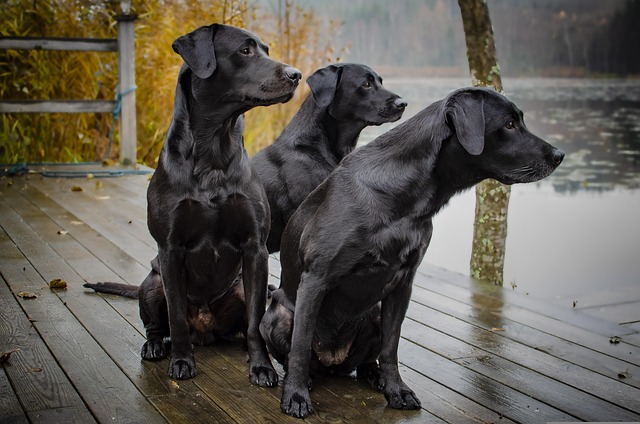 Labrador Retriever Hunde Tier - Kostenloses Foto auf Pixabay - Pixabay