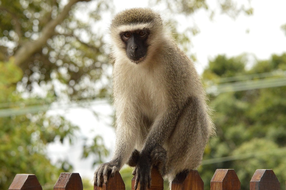 Vervet Monkey Durban Animal - Free photo on Pixabay