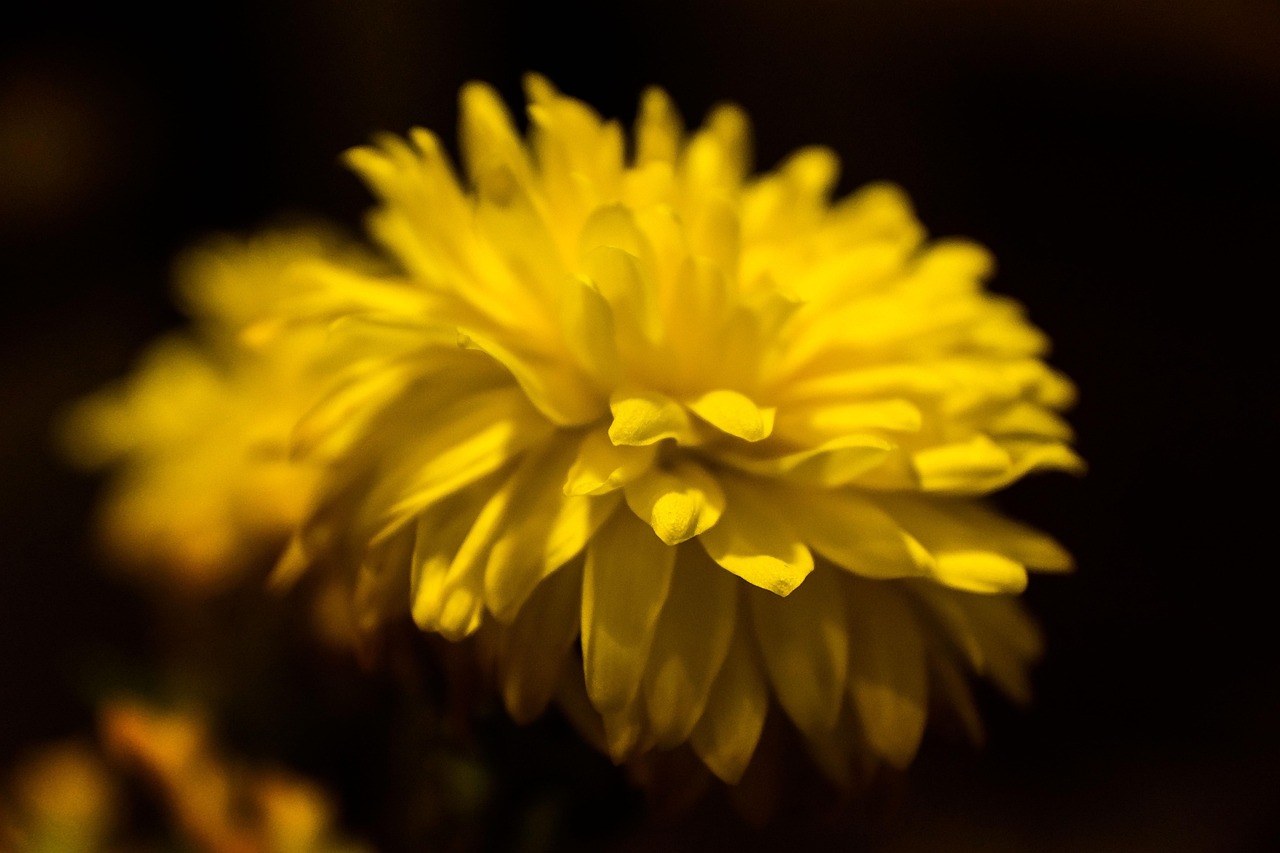 Salle De Fleur Jaune La - Photo gratuite sur Pixabay - Pixabay
