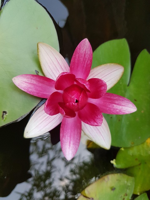 Lirio De Agua Estanque - Foto gratis en Pixabay - Pixabay