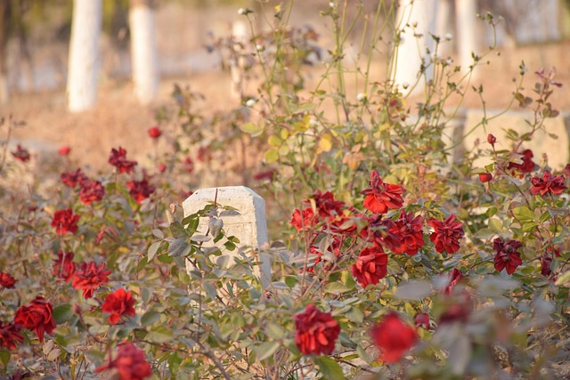 Otoño Rosa Lápida - Foto gratis en Pixabay - Pixabay