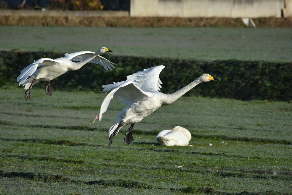 Animal Matin Rural - Photo gratuite sur Pixabay