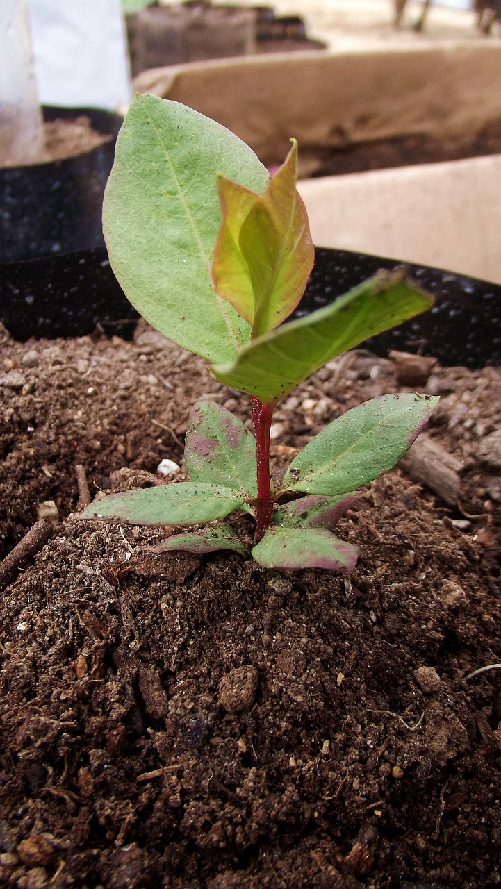 Guayabo Plante Semis - Photo gratuite sur Pixabay - Pixabay