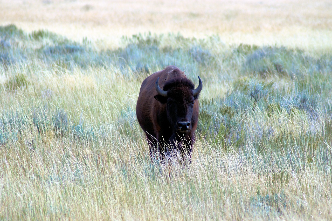 600+ Free Bison & Buffalo Images - Pixabay