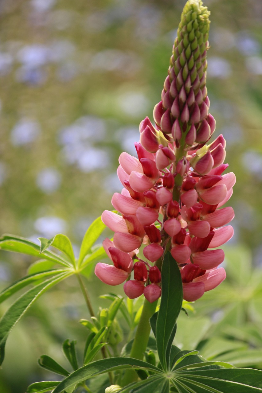 Meer dan 300 gratis afbeeldingen van Lupine en Natuur - Pixabay