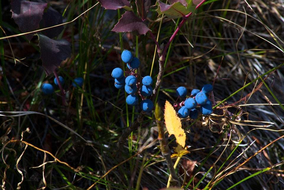 Blue Wild Berries In The Tetons - Free photo on Pixabay