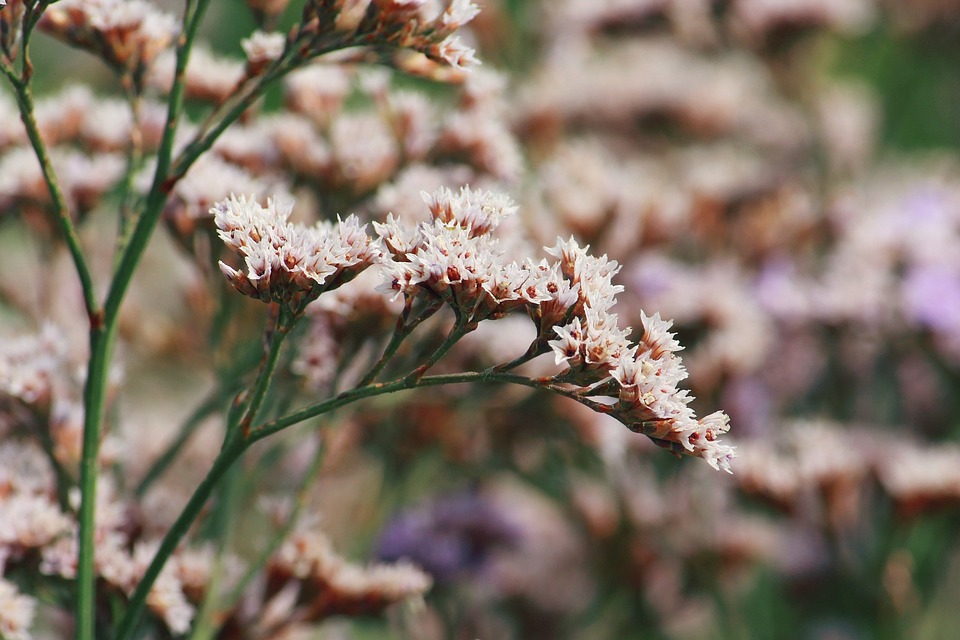 Plantas Prado Hierba - Foto gratis en Pixabay - Pixabay
