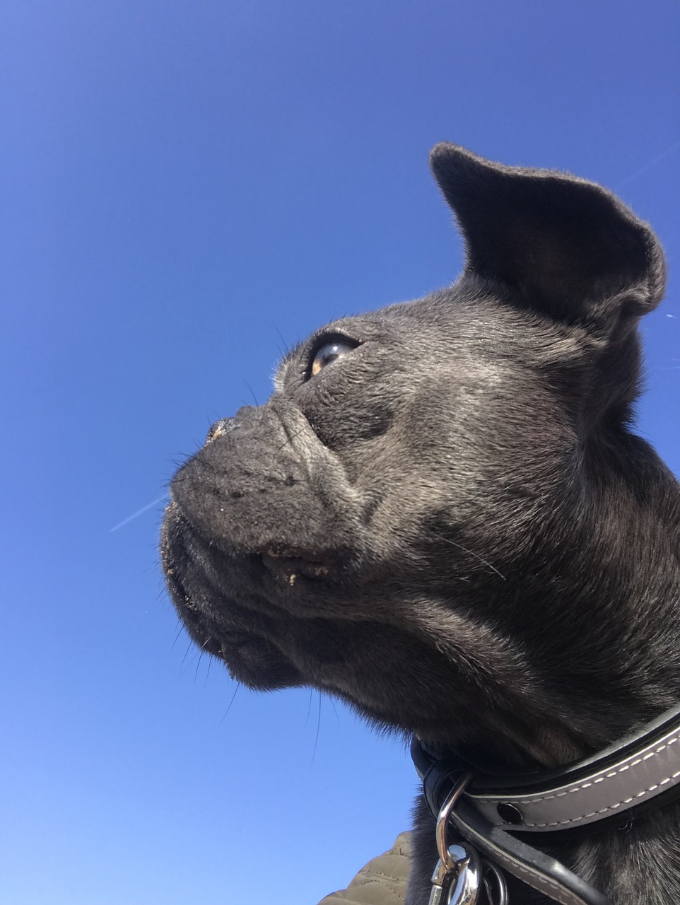 French Bulldog Coco Bulli - Free photo on Pixabay - Pixabay