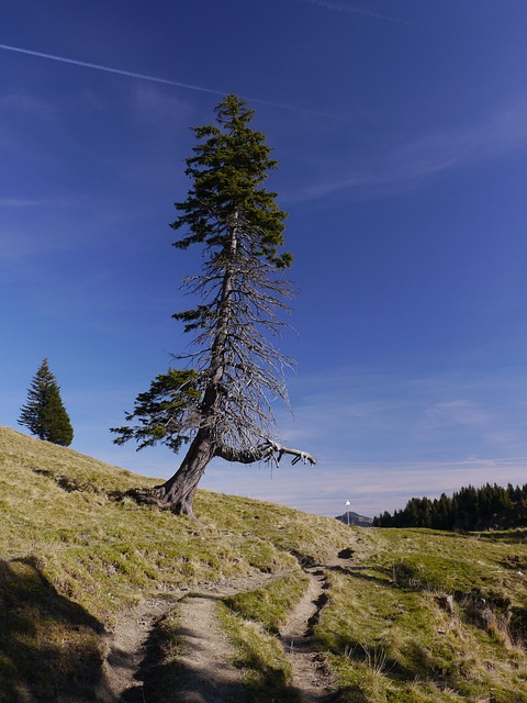 Chemin Arbre Solitaire Vers - Photo gratuite sur Pixabay - Pixabay