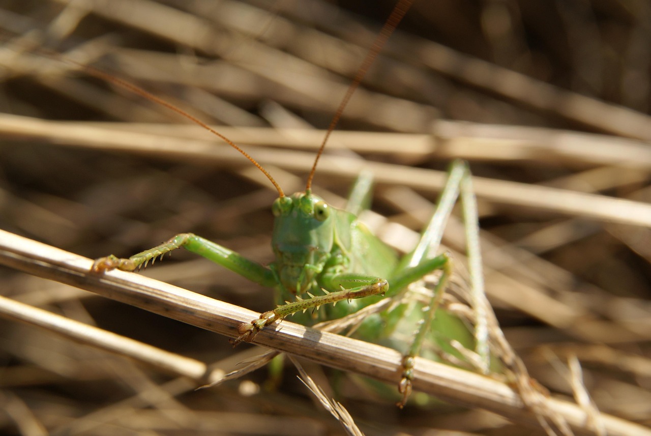 Grasshopper Insect Bug - Free photo on Pixabay - Pixabay