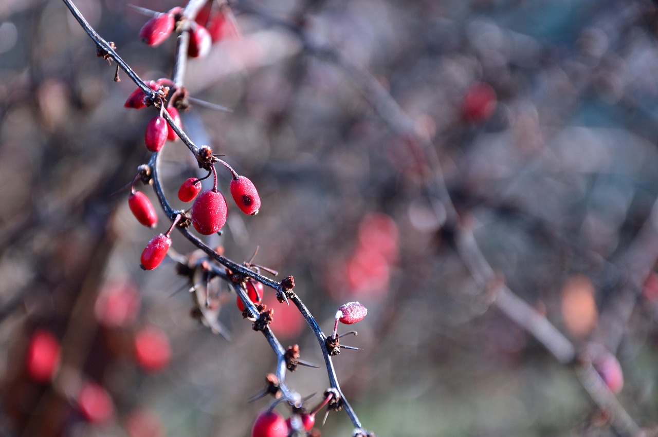 Baga Fruta Vermelho - Foto gratuita no Pixabay - Pixabay