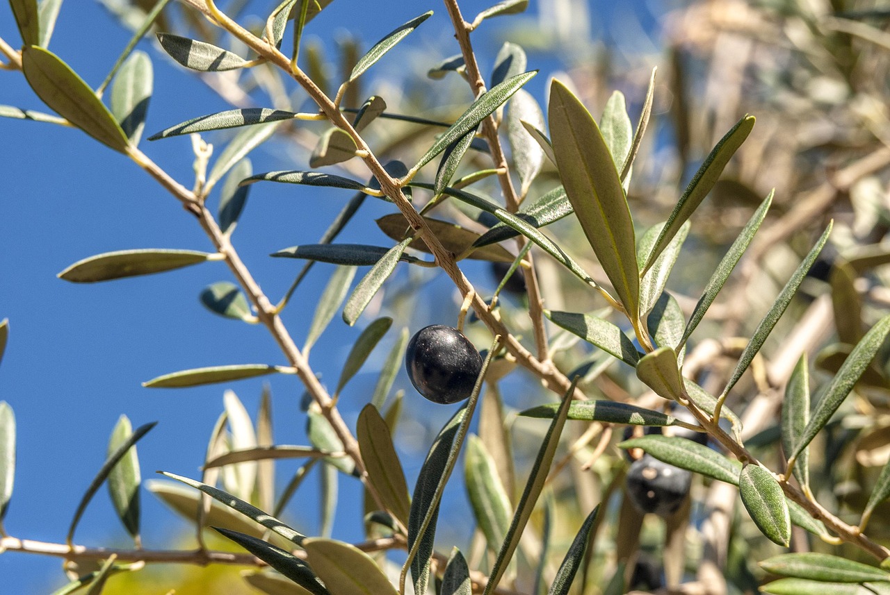Olive Green Food Free Photo On Pixabay Pixabay Olive Green Food Free Photo On Pixabay Pixabay