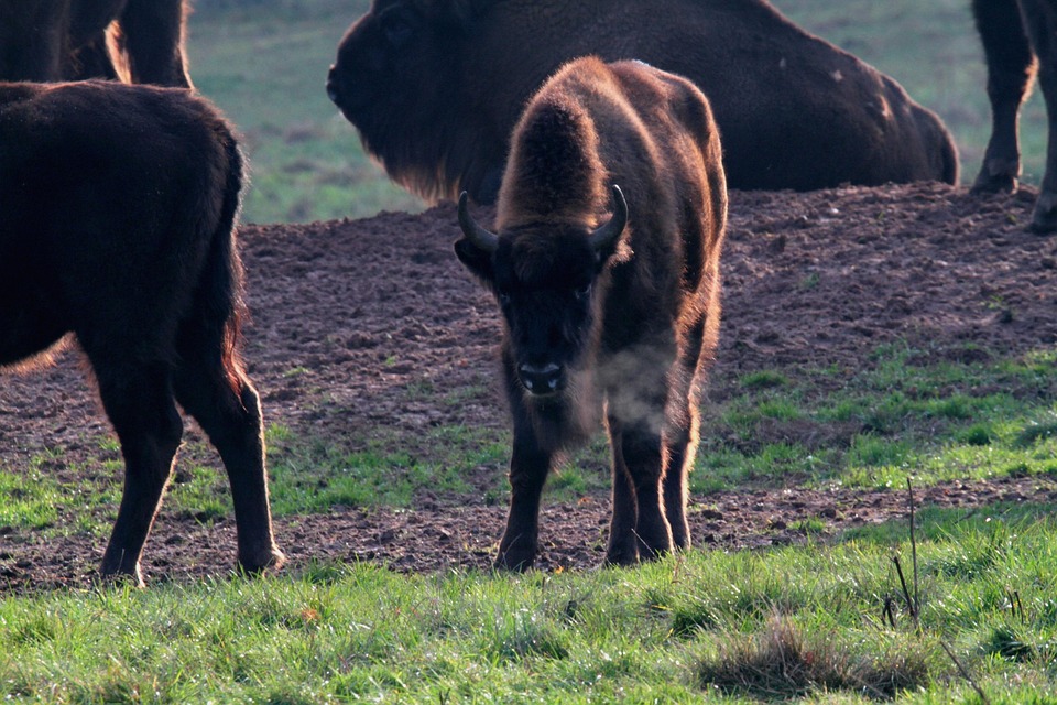 Wisent Buffalo Bison - Free photo on Pixabay - Pixabay