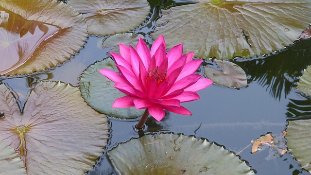 Kolam Teratai Bunga - Foto gratis di Pixabay - Pixabay