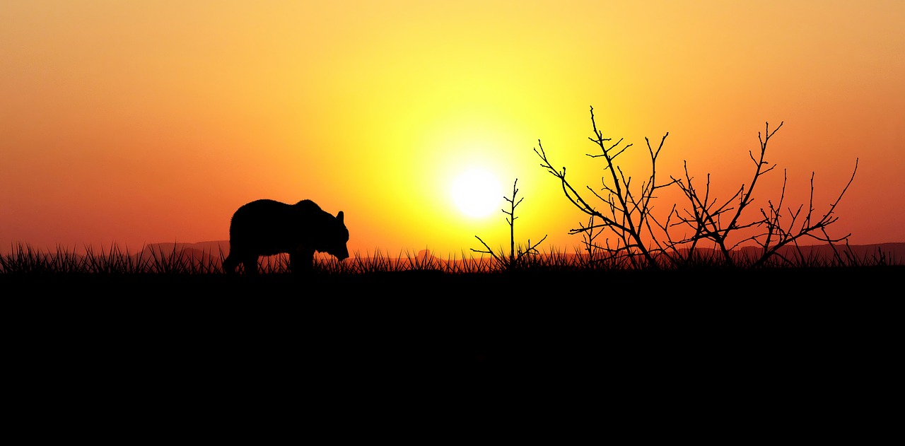 Download Sunset, Nature, Bear. Royalty-Free Stock Illustration Image ...