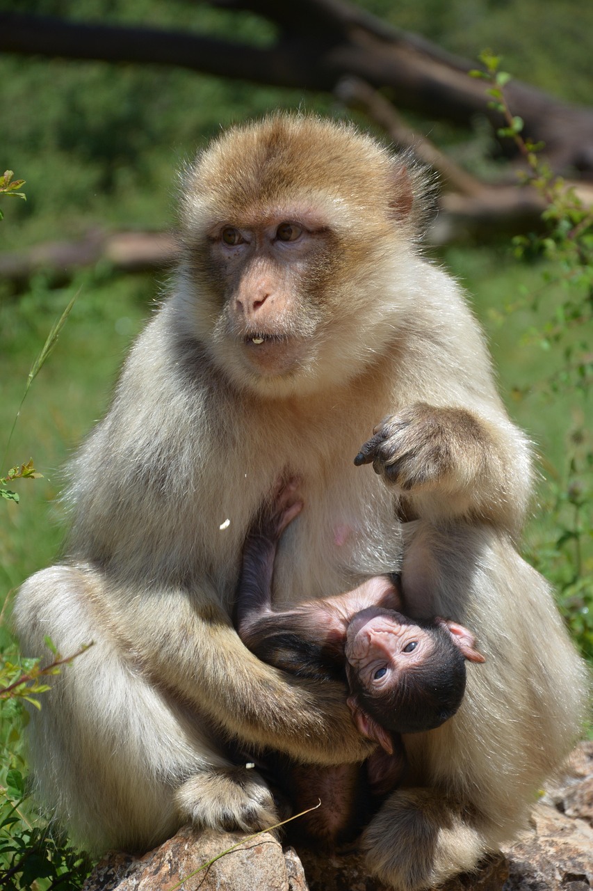 Monkey Mother And Son Animal - Free photo on Pixabay - Pixabay