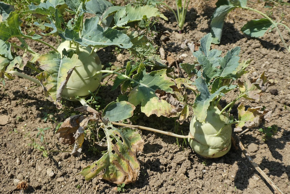 Kohlrabi Vegetable Garden - Free photo on Pixabay