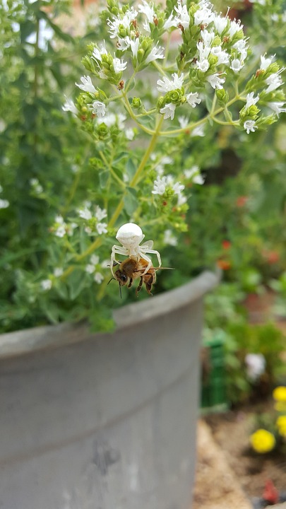 Spider Bee Nature - Free photo on Pixabay