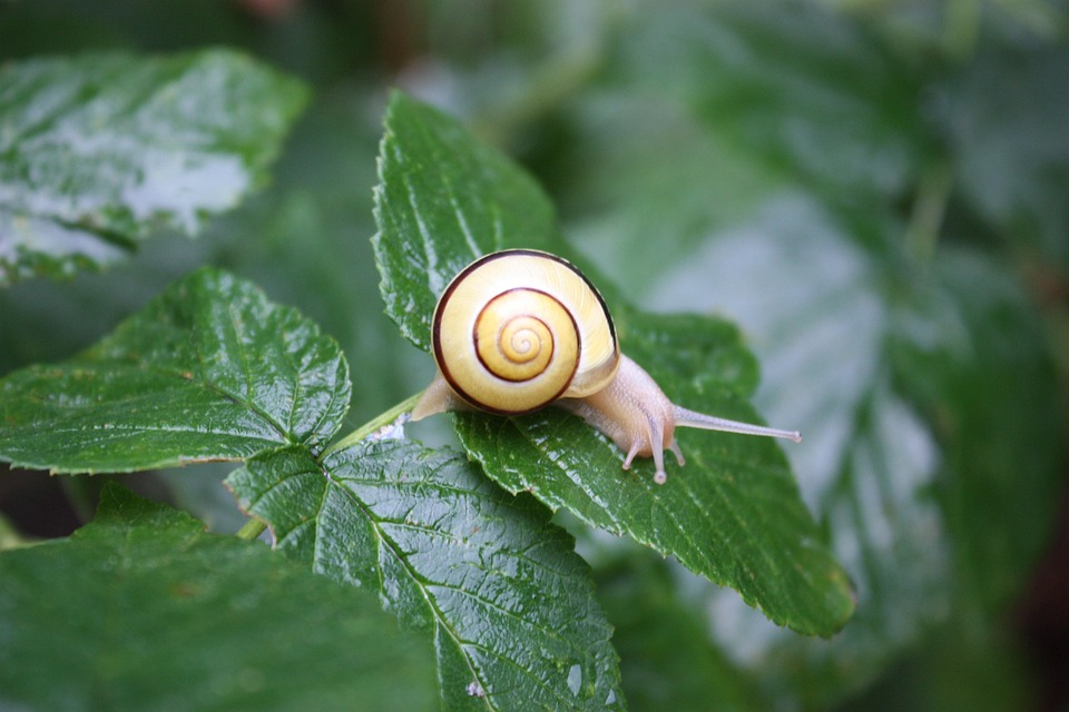 Schnecke Grün Natur - Kostenloses Foto auf Pixabay - Pixabay