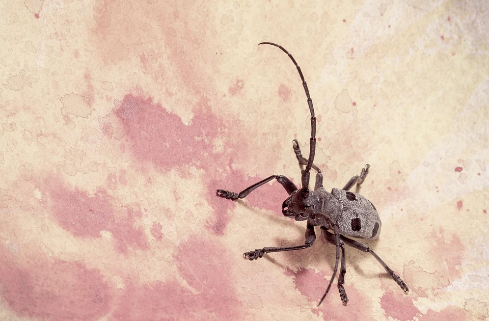 Escarabajo Insecto Insectos - Foto gratis en Pixabay - Pixabay