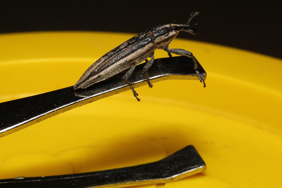 Nature Insectes - Photo gratuite sur Pixabay - Pixabay