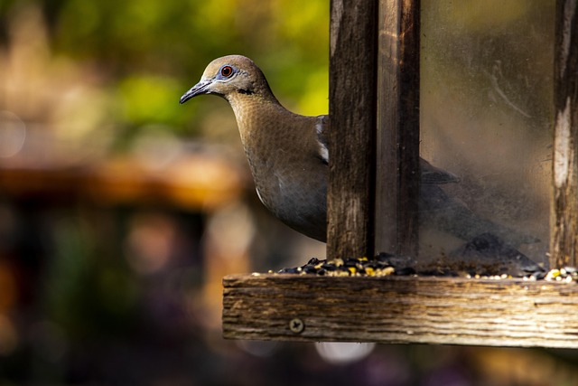 Vogel Tierwelt Taube - Kostenloses Foto auf Pixabay