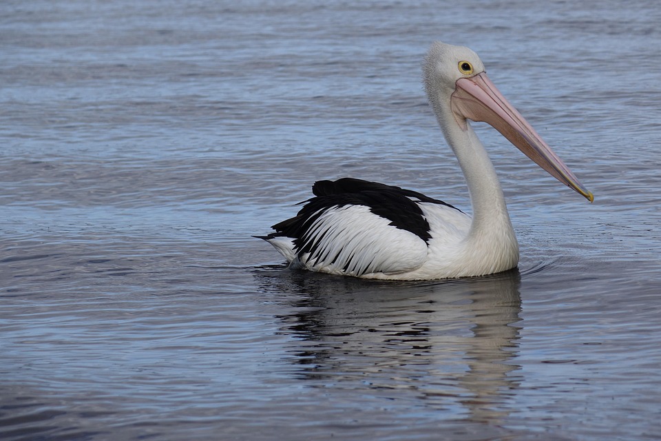 Pelican Sea West Australia - Free photo on Pixabay