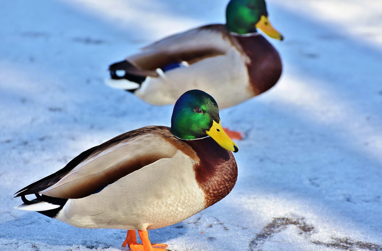 Duck Drake Water Bird - Free photo on Pixabay