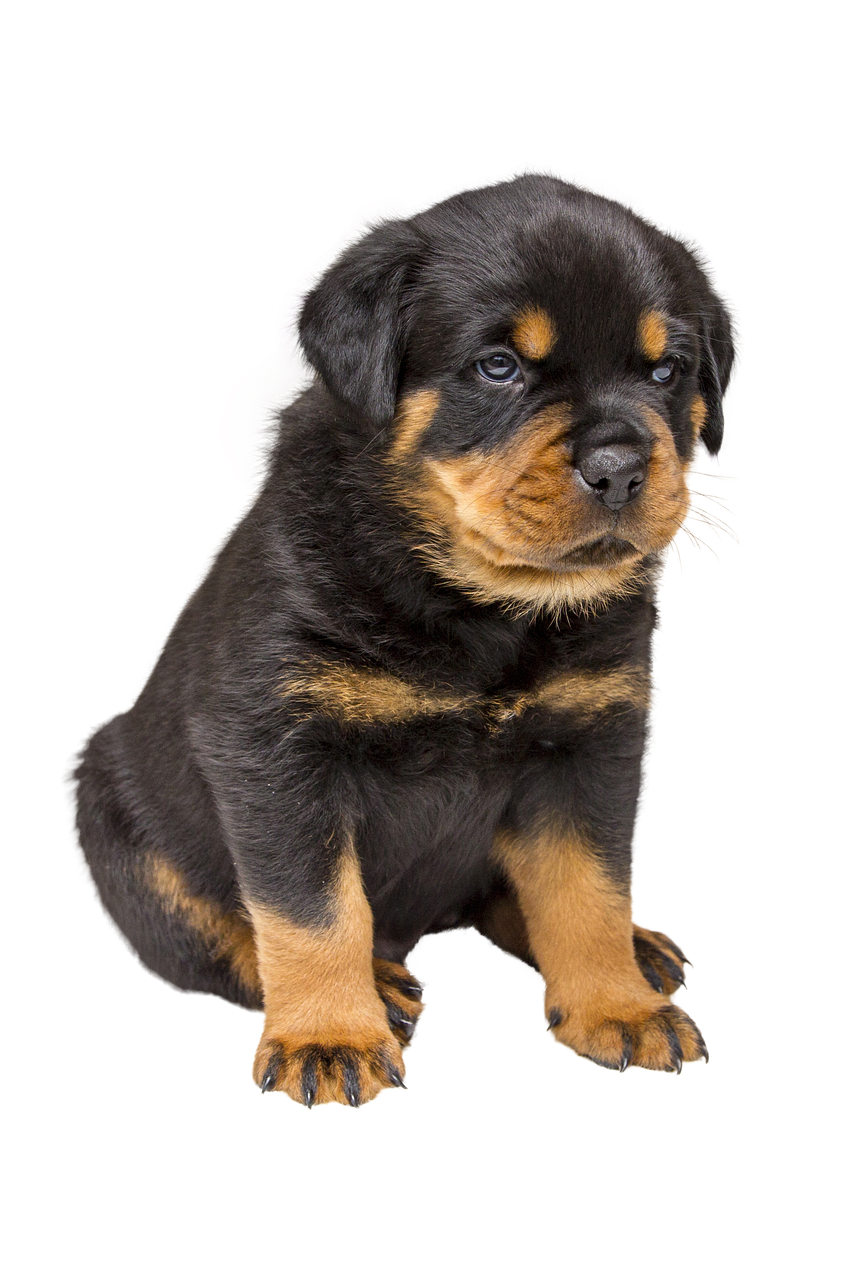 Cachorro Isolado Animal Doméstico - Foto gratuita no Pixabay - Pixabay
