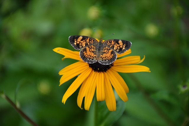 Butterfly Flower Yellow - Free photo on Pixabay - Pixabay
