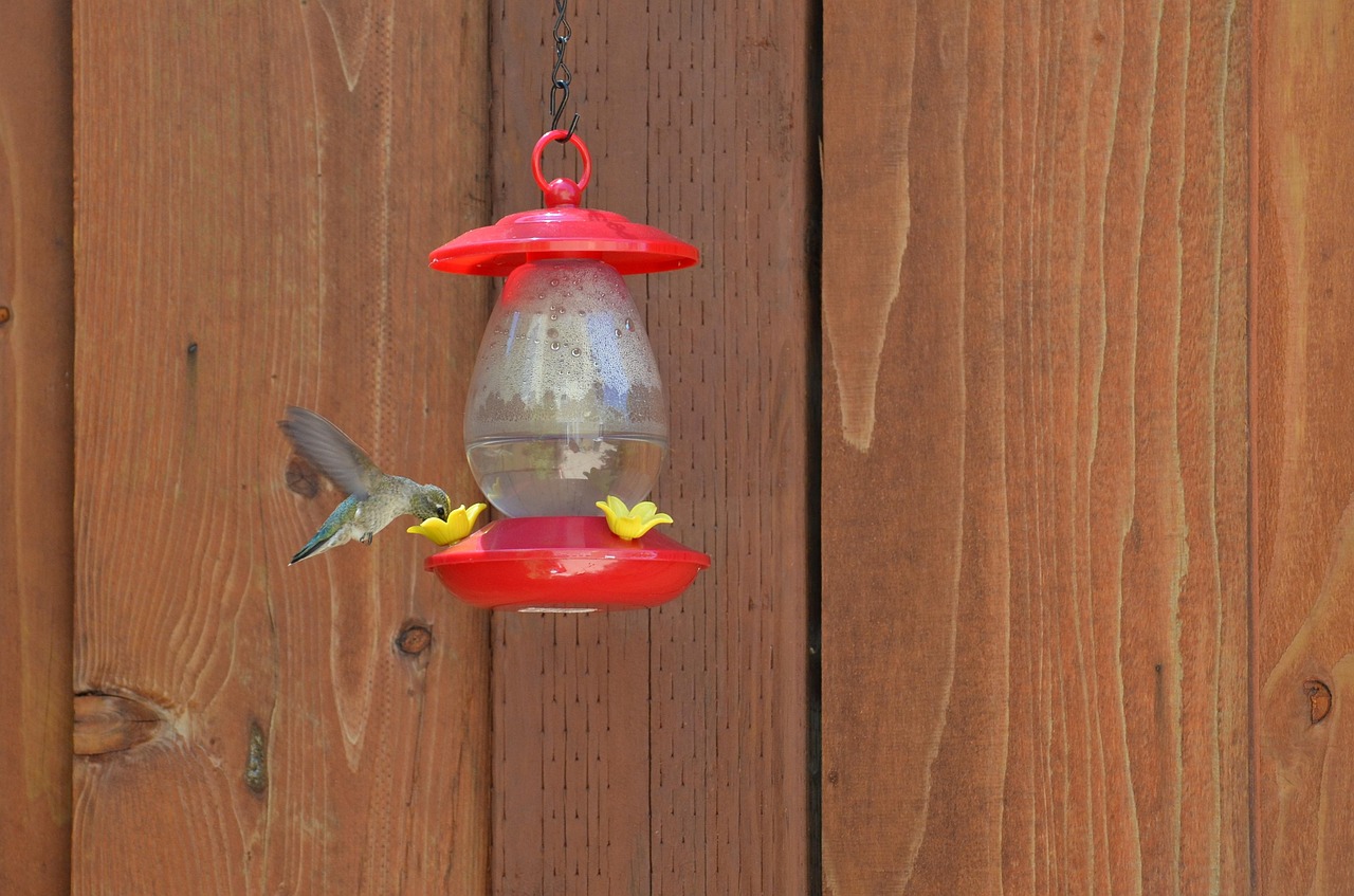 Alimentador De Colibri Natureza - Foto gratuita no Pixabay - Pixabay
