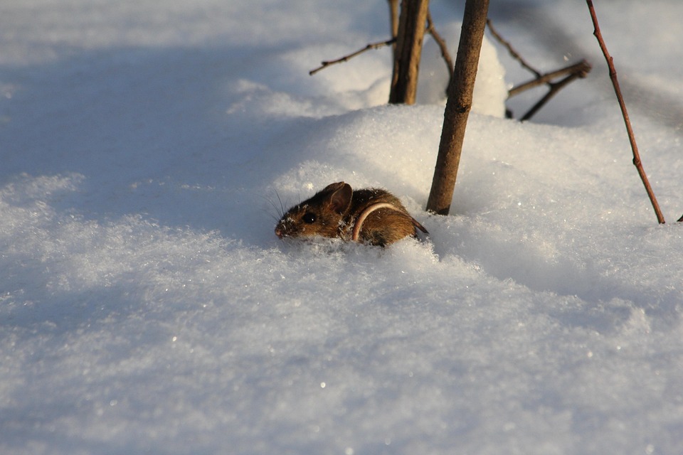 Winter Mouse Snow - Free photo on Pixabay