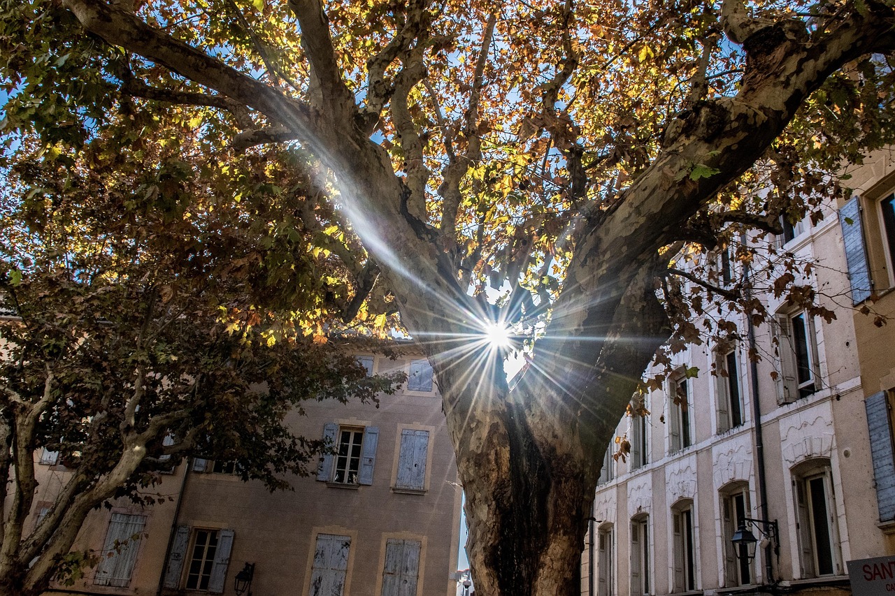 Sunrise Morning Light Sunshine Sun - Free photo on Pixabay