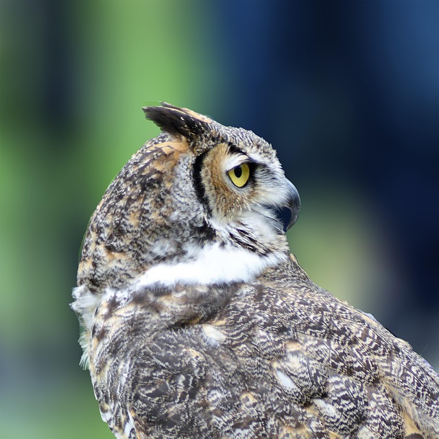High Resolution Great Horned Owl