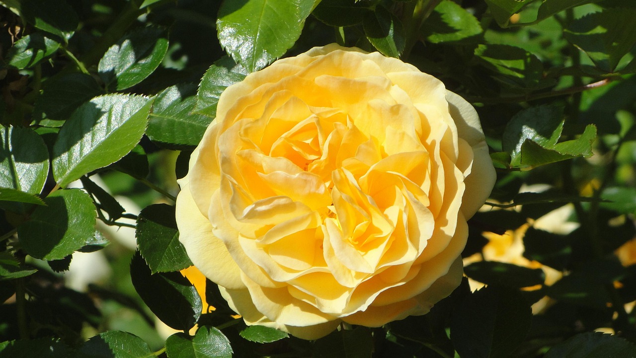 Une Rose Jaune - Photo gratuite sur Pixabay - Pixabay