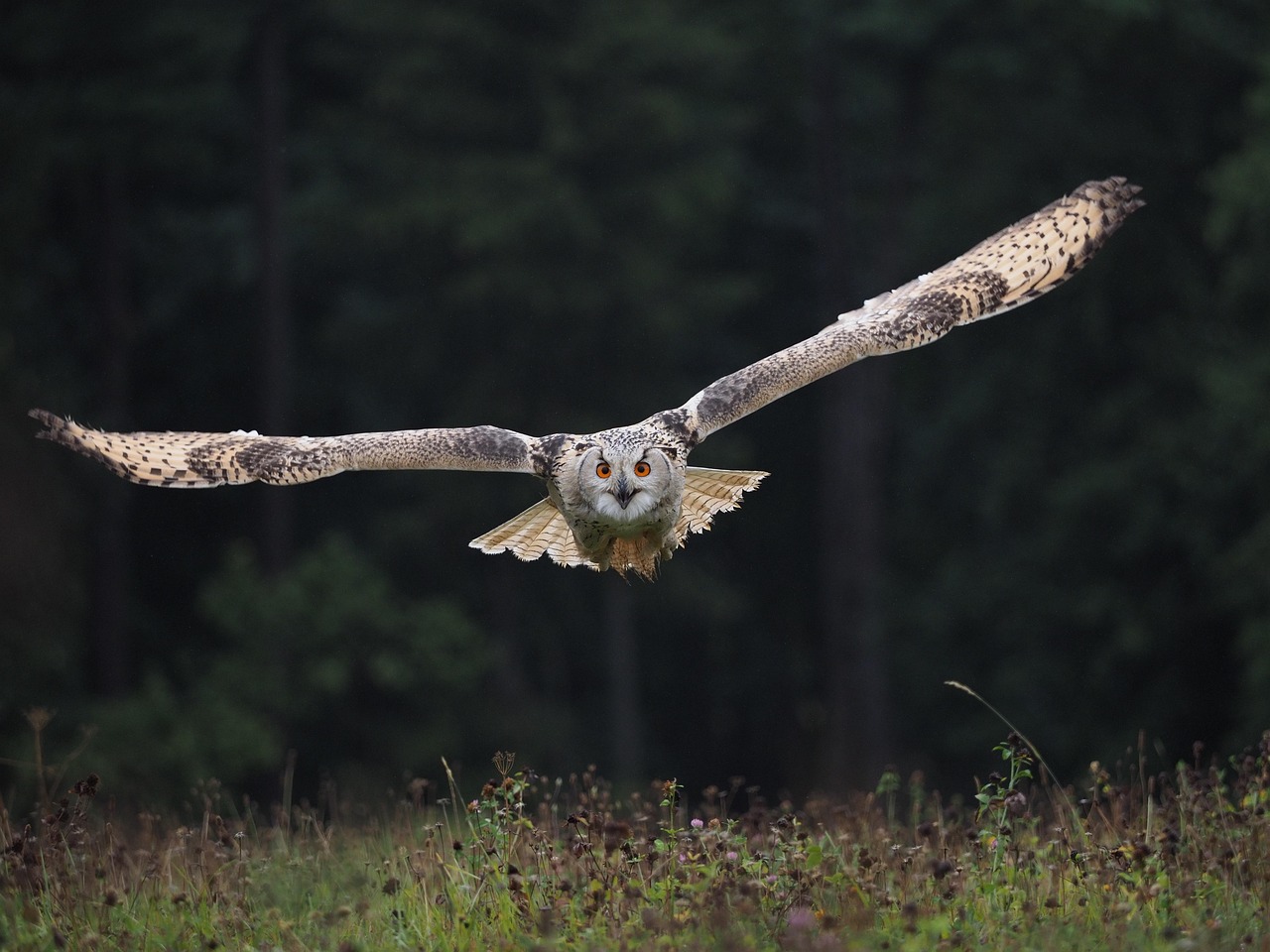 Bird Animal Art Owl - Free photo on Pixabay - Pixabay