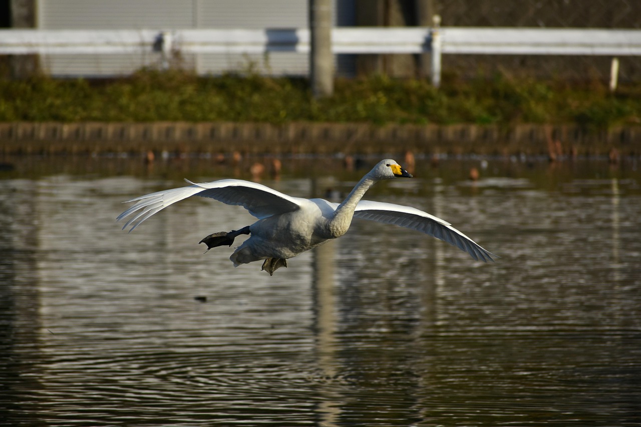 Animal Lac Riverain - Photo gratuite sur Pixabay