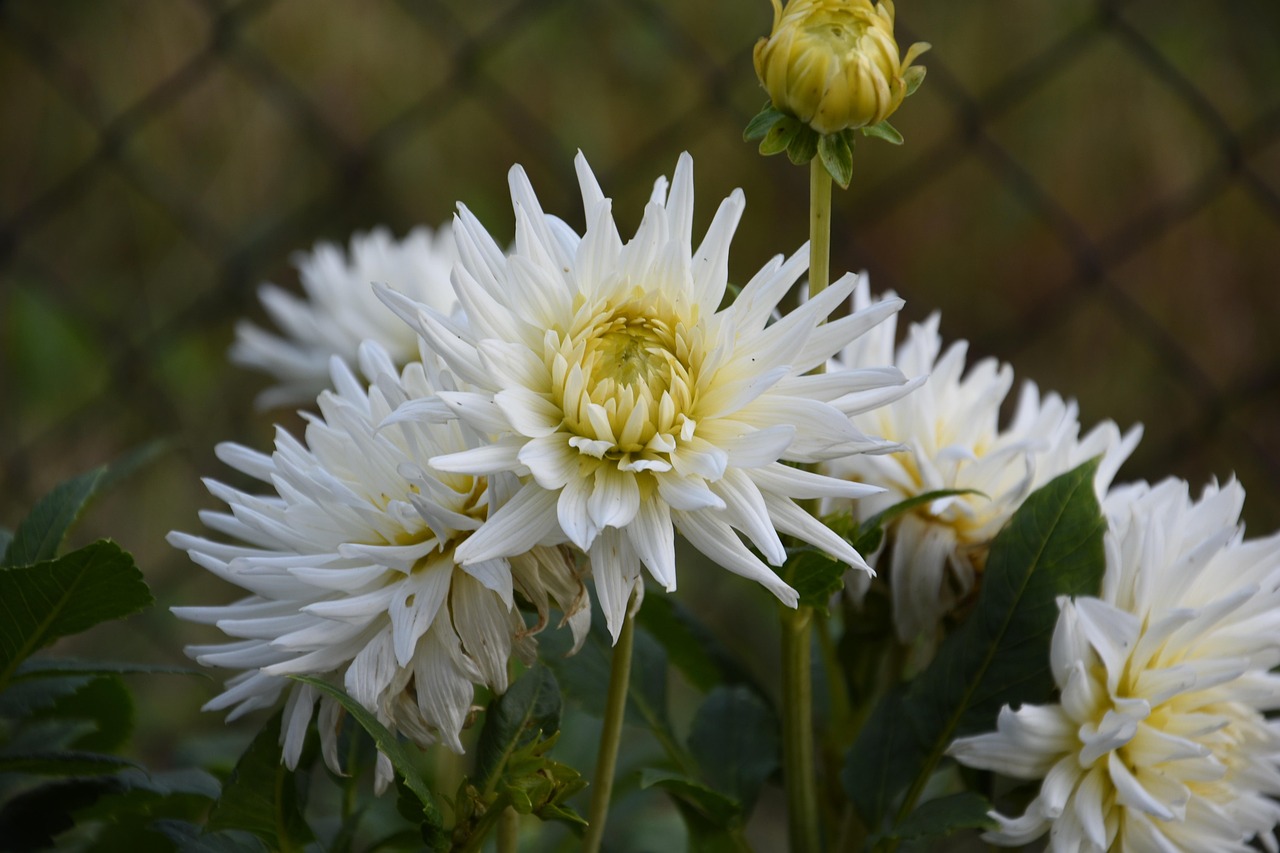 Blossom Blomst Natur - Gratis foto på Pixabay - Pixabay