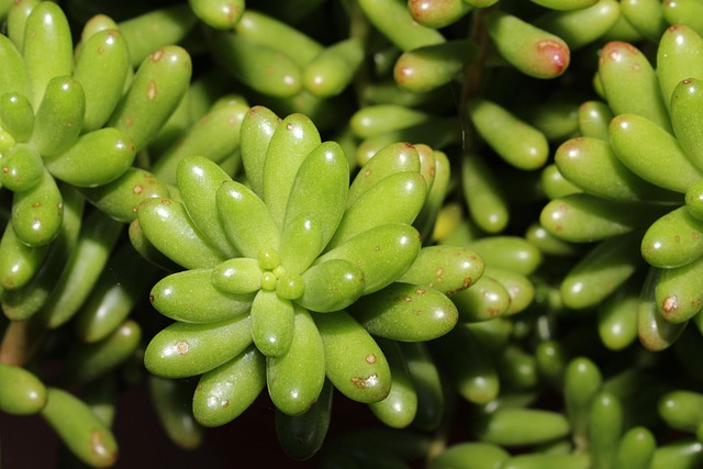 300+ kostnadsfria bilder med Sedum Rupestré och Sedum - Pixabay