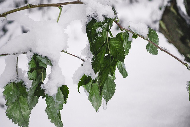 Frosts First Snow - Free photo on Pixabay - Pixabay