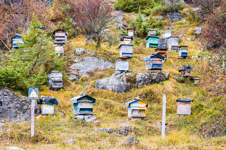Hive Honey Bee - Free photo on Pixabay