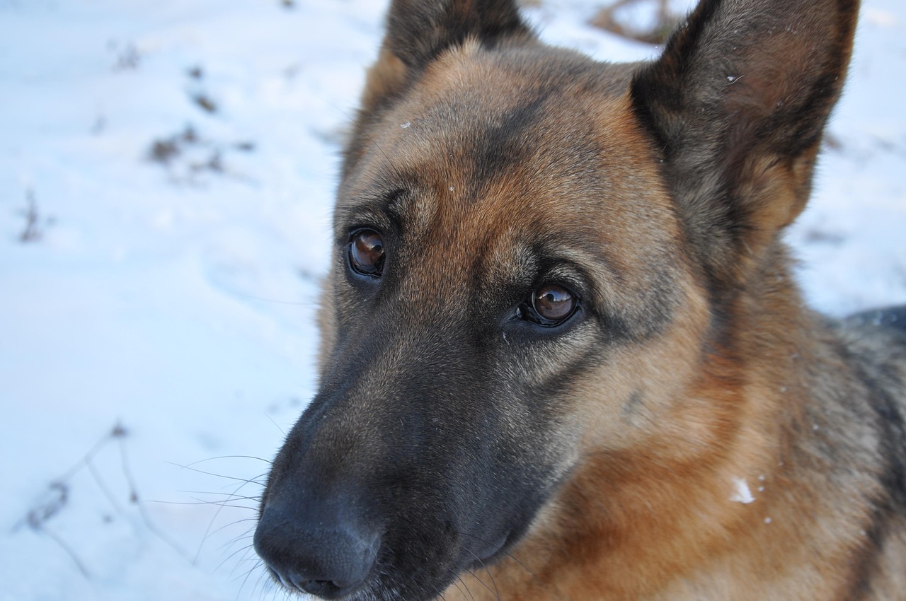 90+ Free The Good Shepherd & Good Shepherd Images - Pixabay
