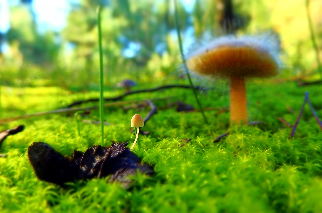 Jamur Alam Hijau - Foto gratis di Pixabay - Pixabay