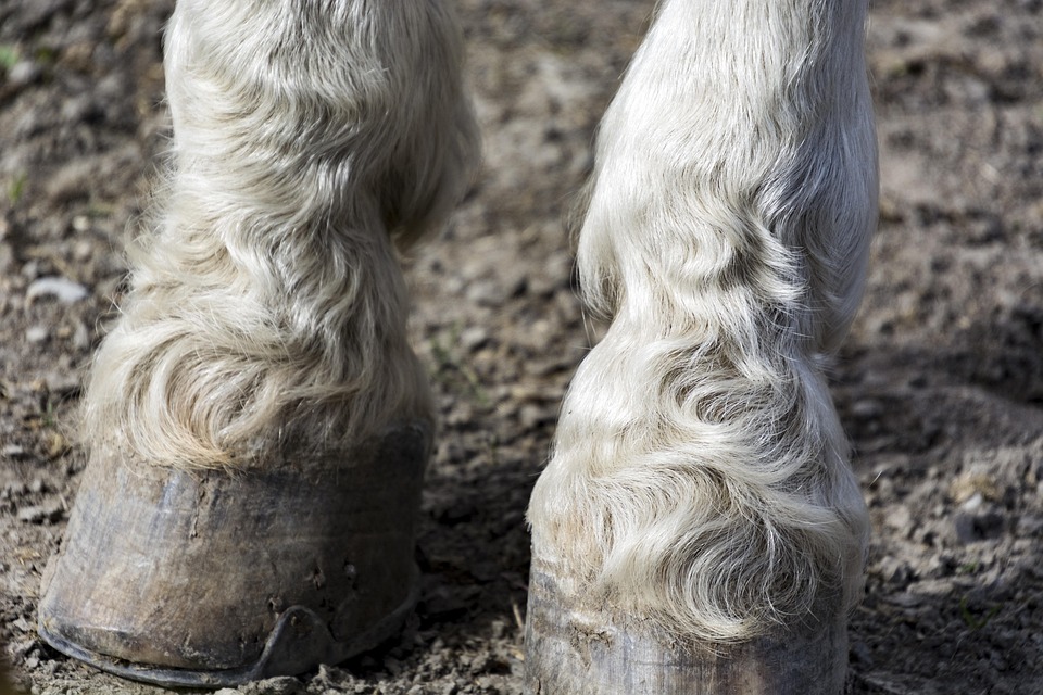 Horse Feet Nature Wildlife Close - Free photo on Pixabay - Pixabay
